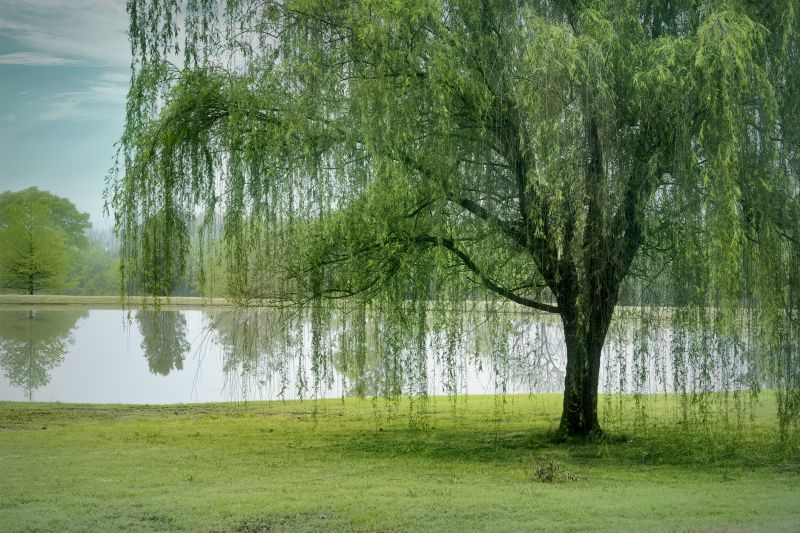 Willow Tree Removal Services for Safer and Healthier Landscapes